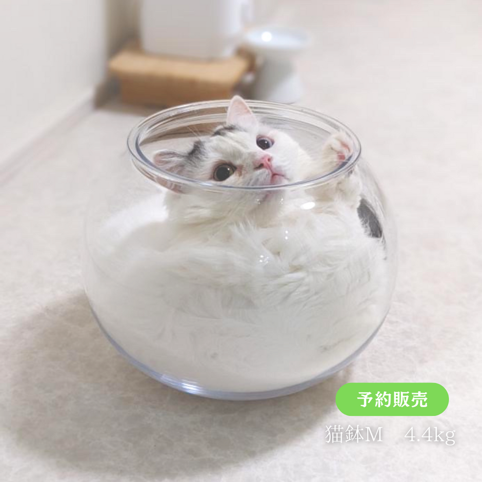 Products | Catis Store