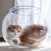 【公式】Catis Store｜猫ちゃんへ安心・安全な商品をお届けする通販サイト