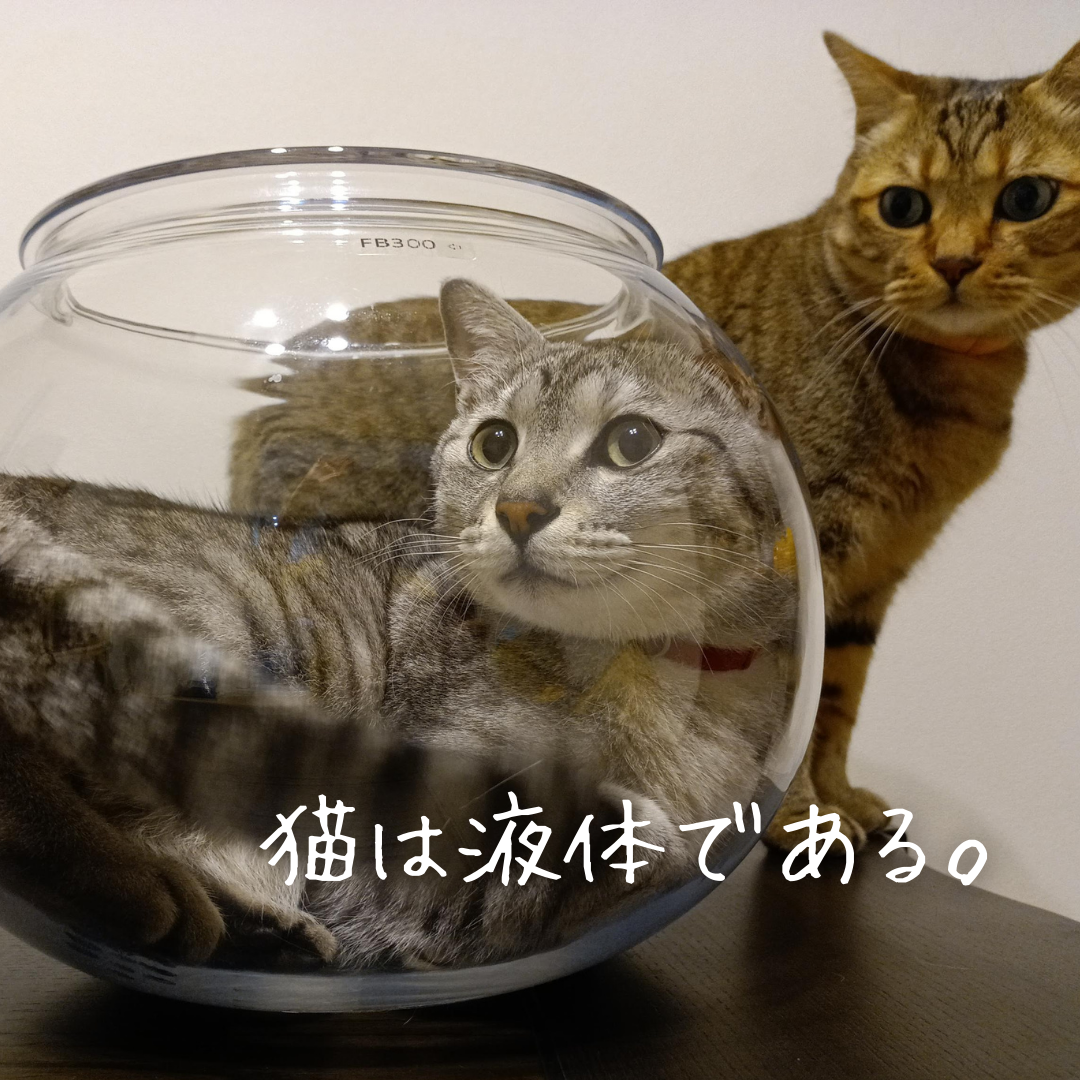 【公式】Catis Store｜猫ちゃんへ安心・安全な商品をお届けする通販サイト