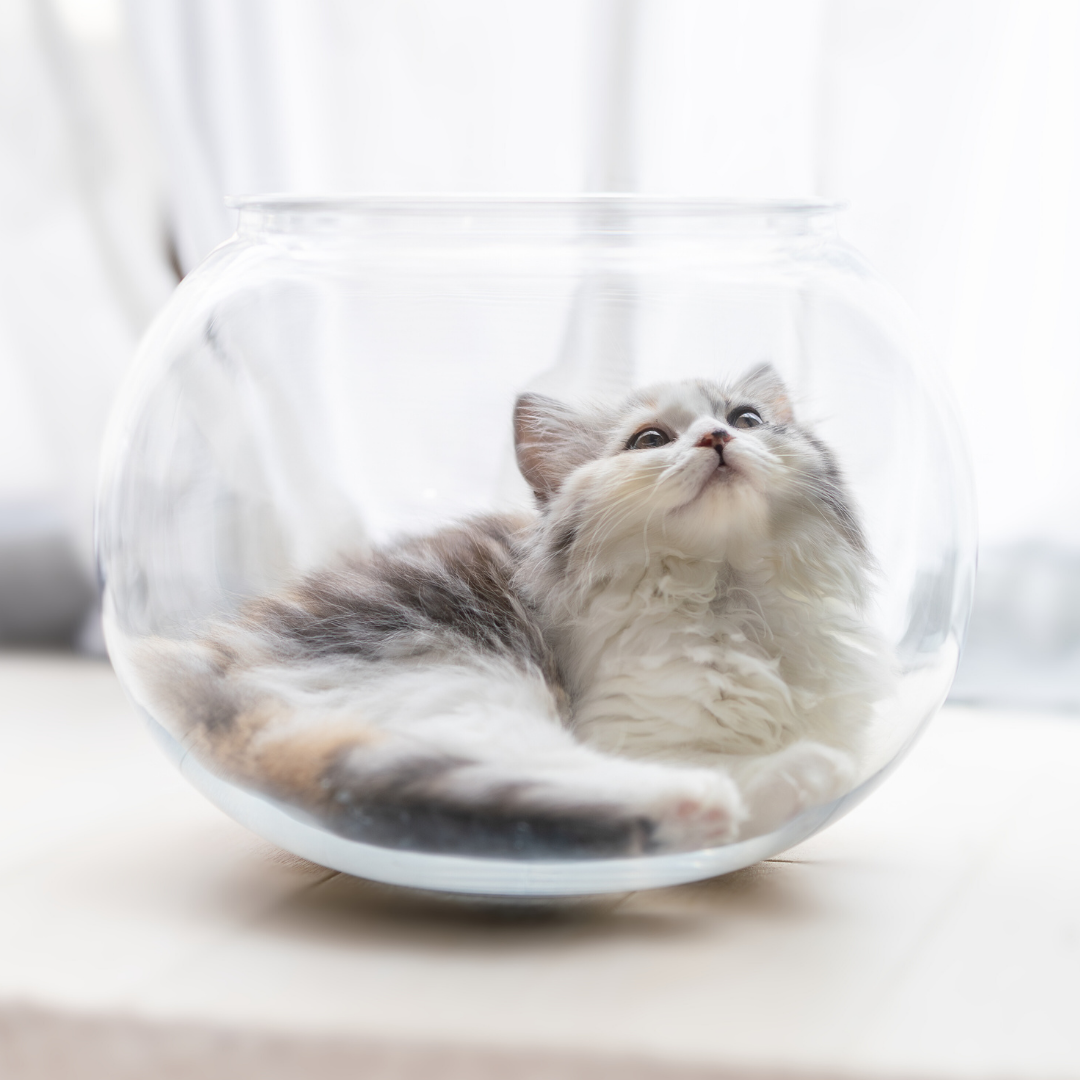 【公式】Catis Store｜猫ちゃんへ安心・安全な商品をお届けする通販サイト