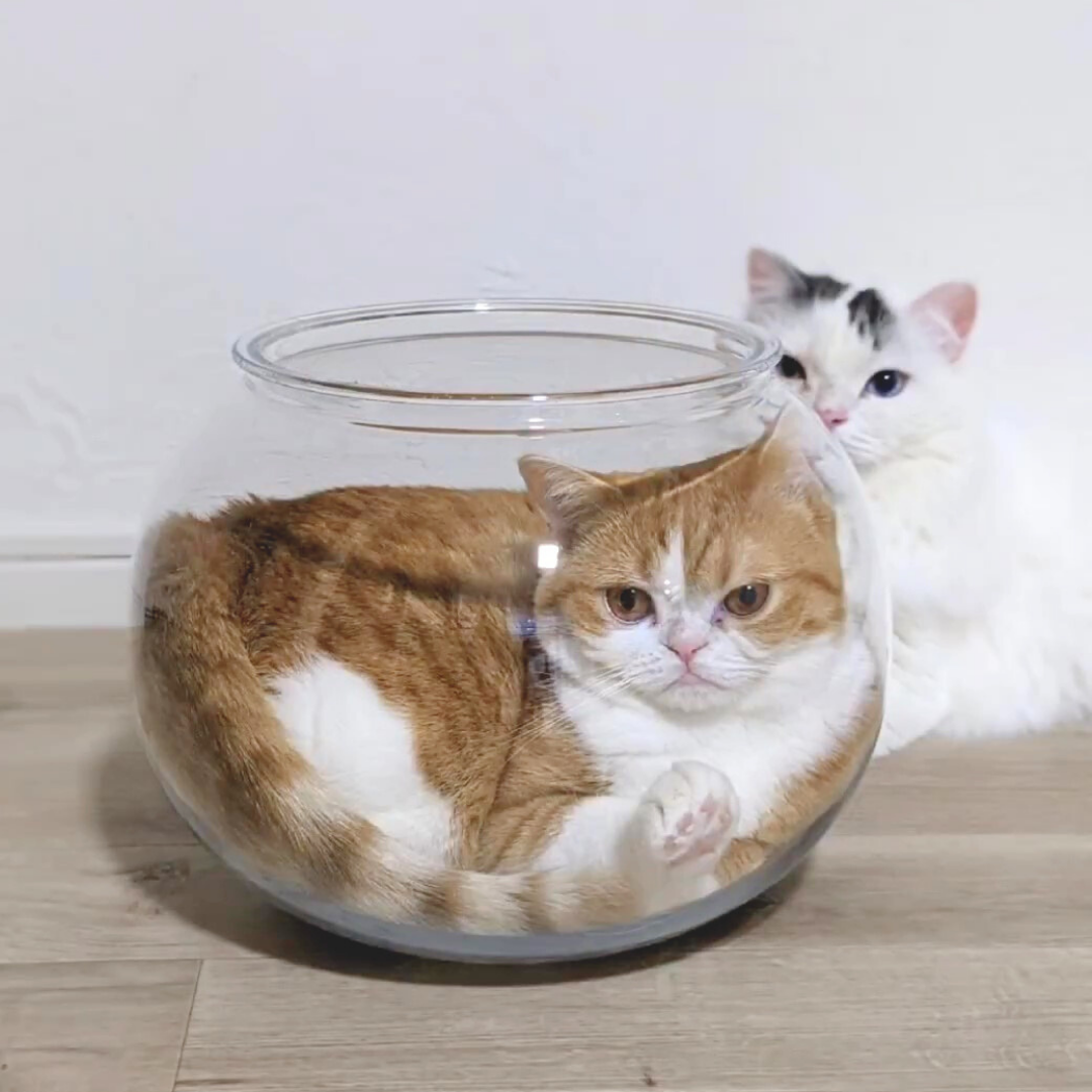 【公式】Catis Store｜猫ちゃんへ安心・安全な商品をお届けする通販サイト