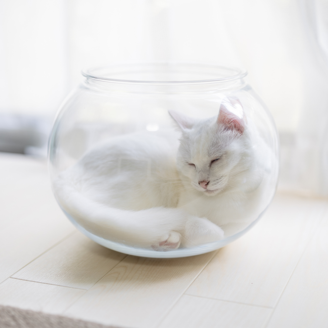 【公式】Catis Store｜猫ちゃんへ安心・安全な商品をお届けする通販サイト